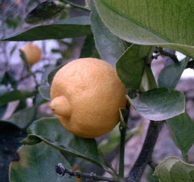 JARDÍN IES MEDITERRÁNEO: Lima dulce